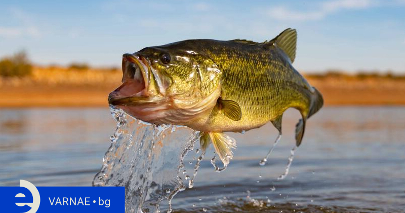 Днес е Световният ден на риболова
