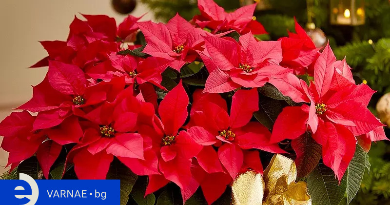 Коледна звезда - как да се грижим правилно за нея, за да ѝ се радваме дълго